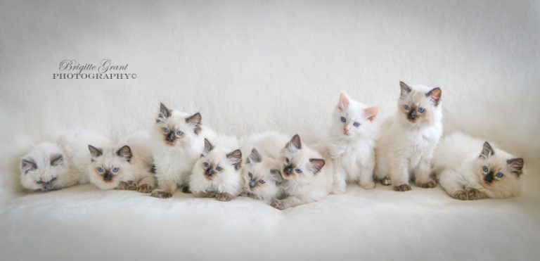 Gallery | Craigdolls Ragdoll Cats - ANCATS breeder in Blue Mountains ...